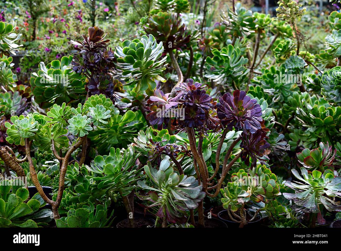 large collection of aeonium,large group of aeonium,a forest of aeonium ...