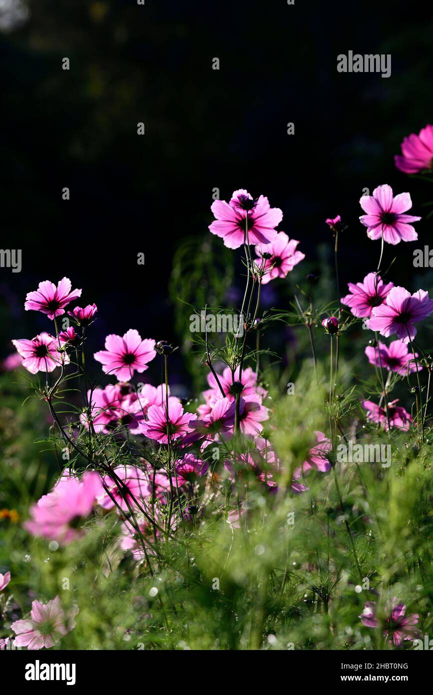 backlit cosmos bipinnatus radiance,cosmos bipinnatus radiance flowers ...