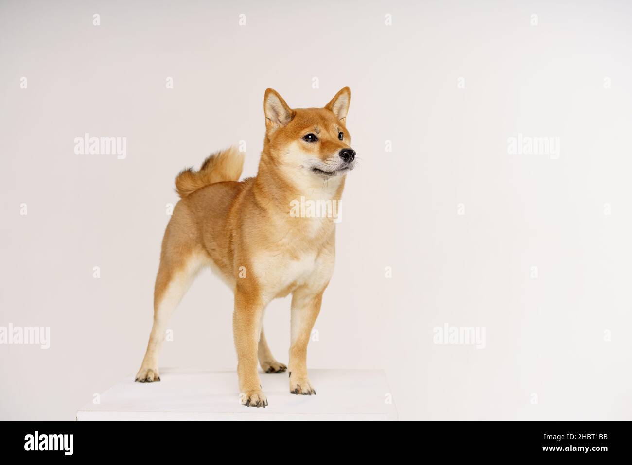 Portrait of cute and happy shiba inu dog on light background. Red ...