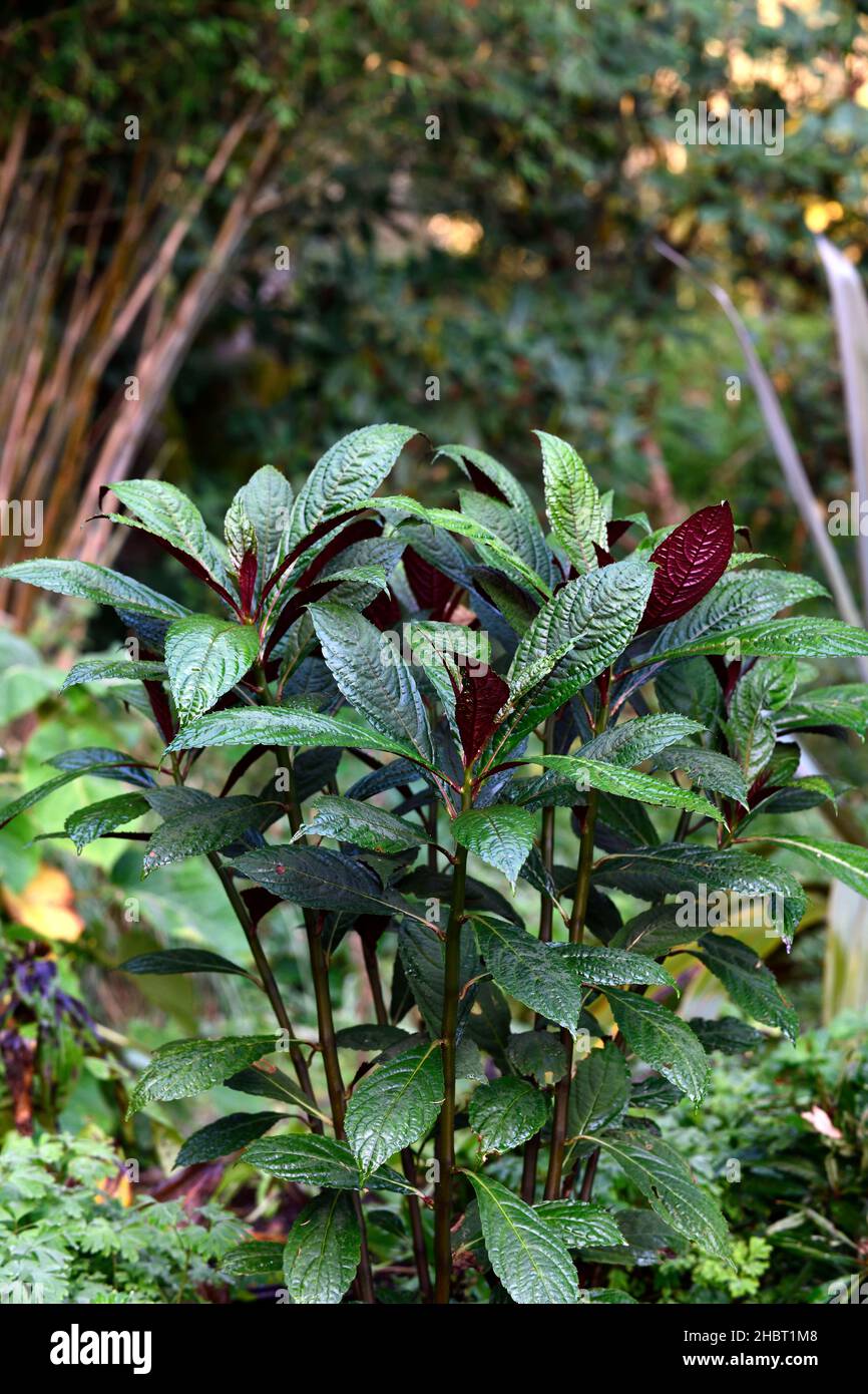 Impatiens balsamina,leaves,foliage,mixed combination,mixed planting ...