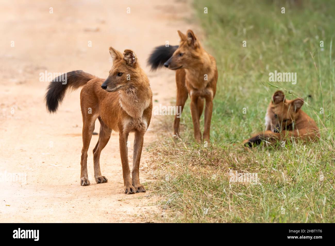 Indian dhole puppy hi-res stock photography and images - Alamy