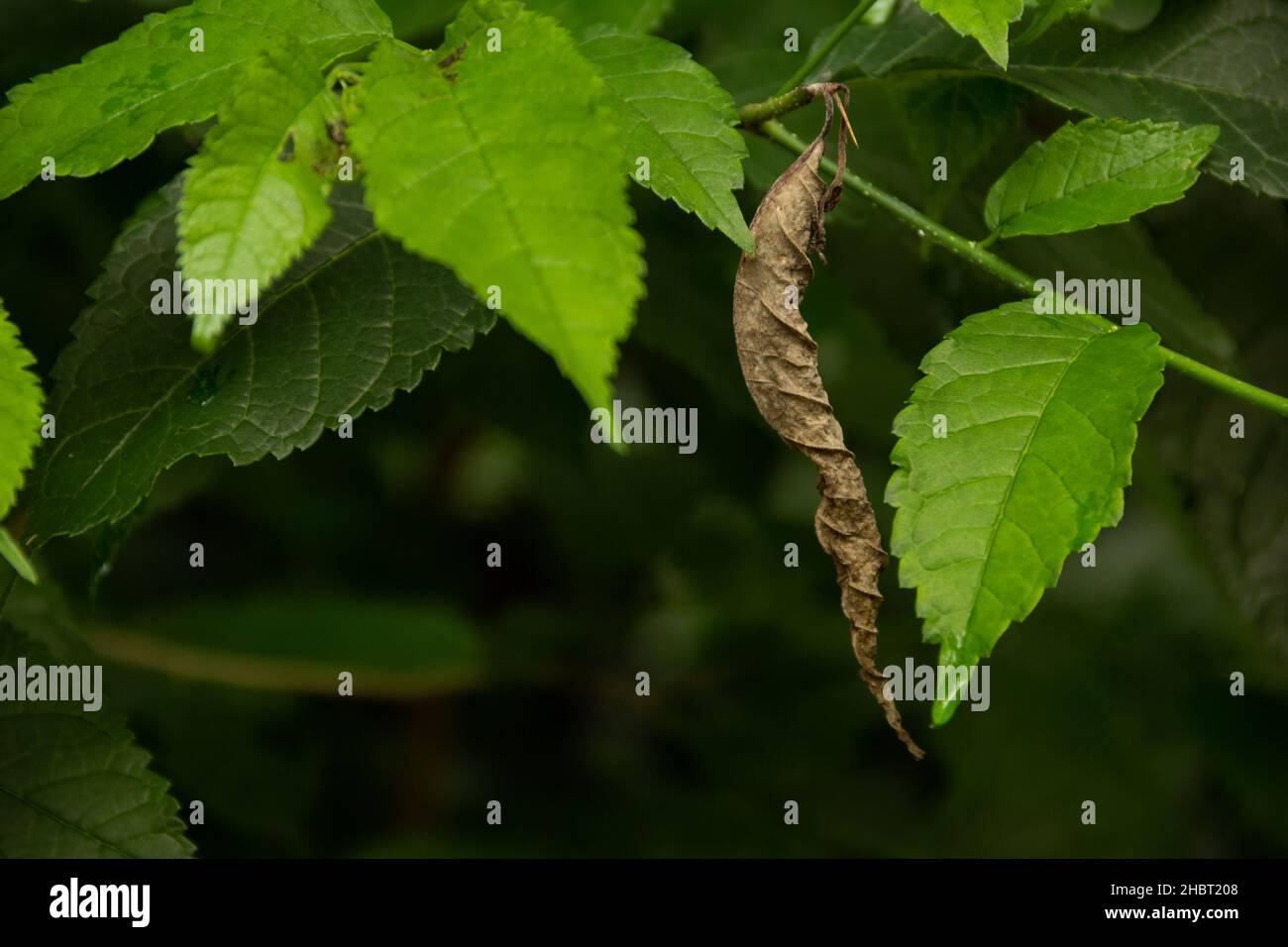 Curled leaf hi-res stock photography and images - Alamy