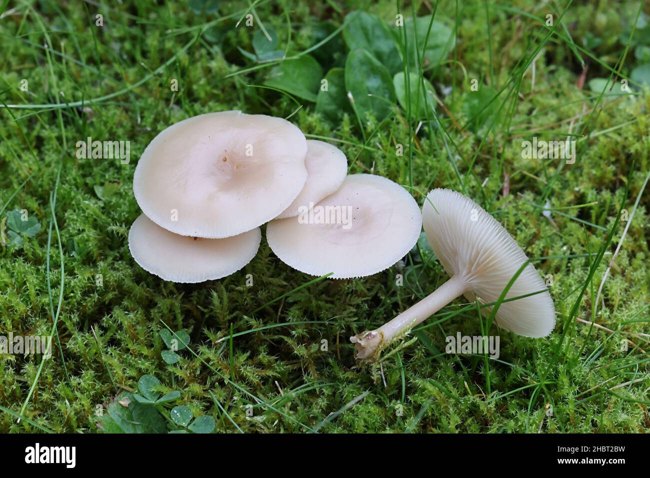 Clitocybe fragrans, known as Fragrant Funnel, wild mushroom from ...