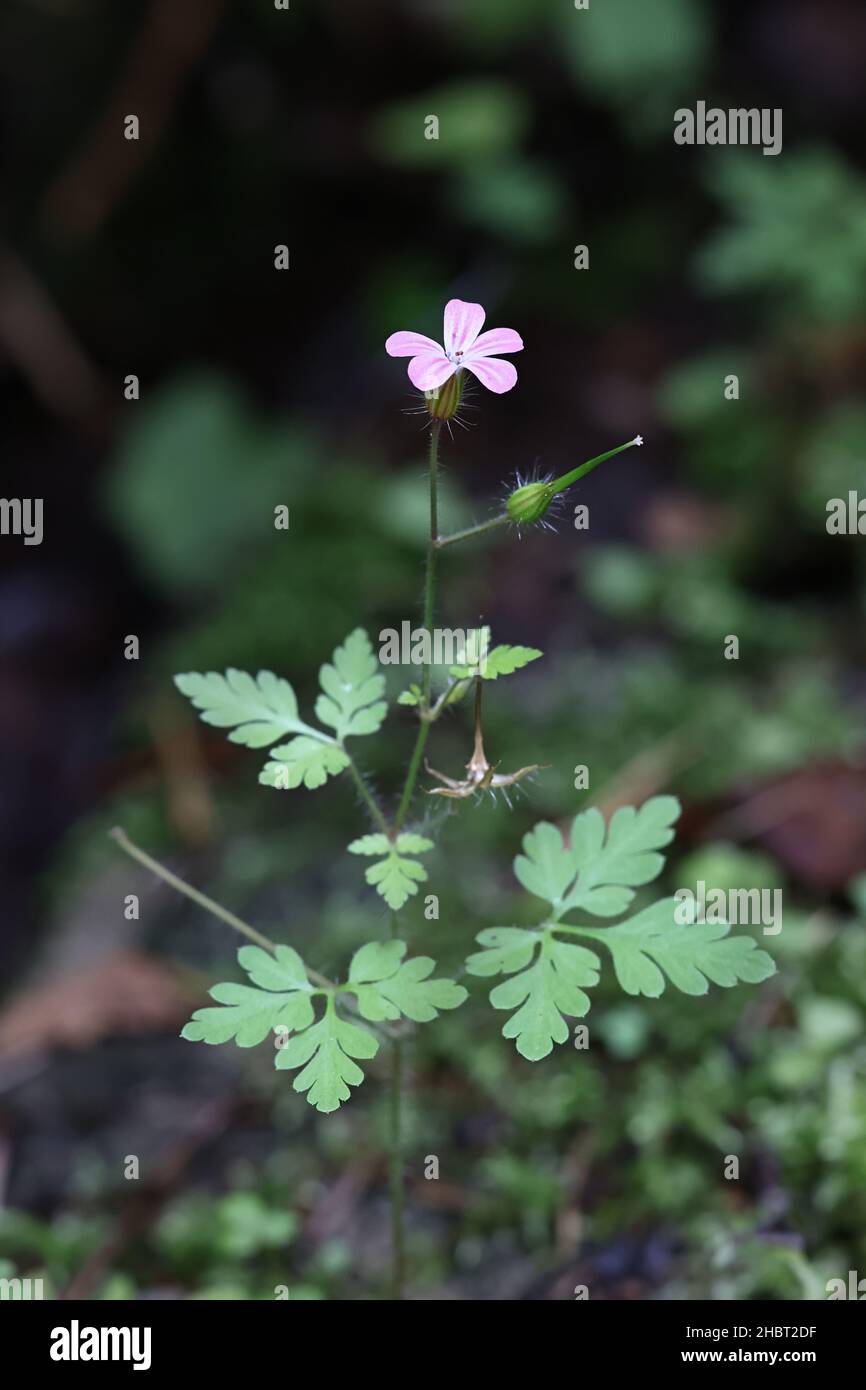 Geranium robertianum, commonly known as Herb robert, wild flower from Finland Stock Photo - Alamy
