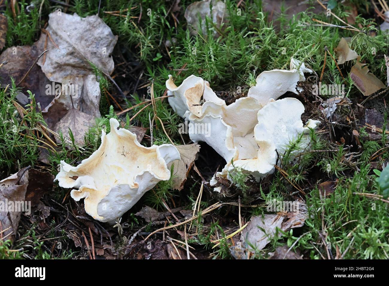 White sheep polypore mushroom hi-res stock photography and images - Alamy