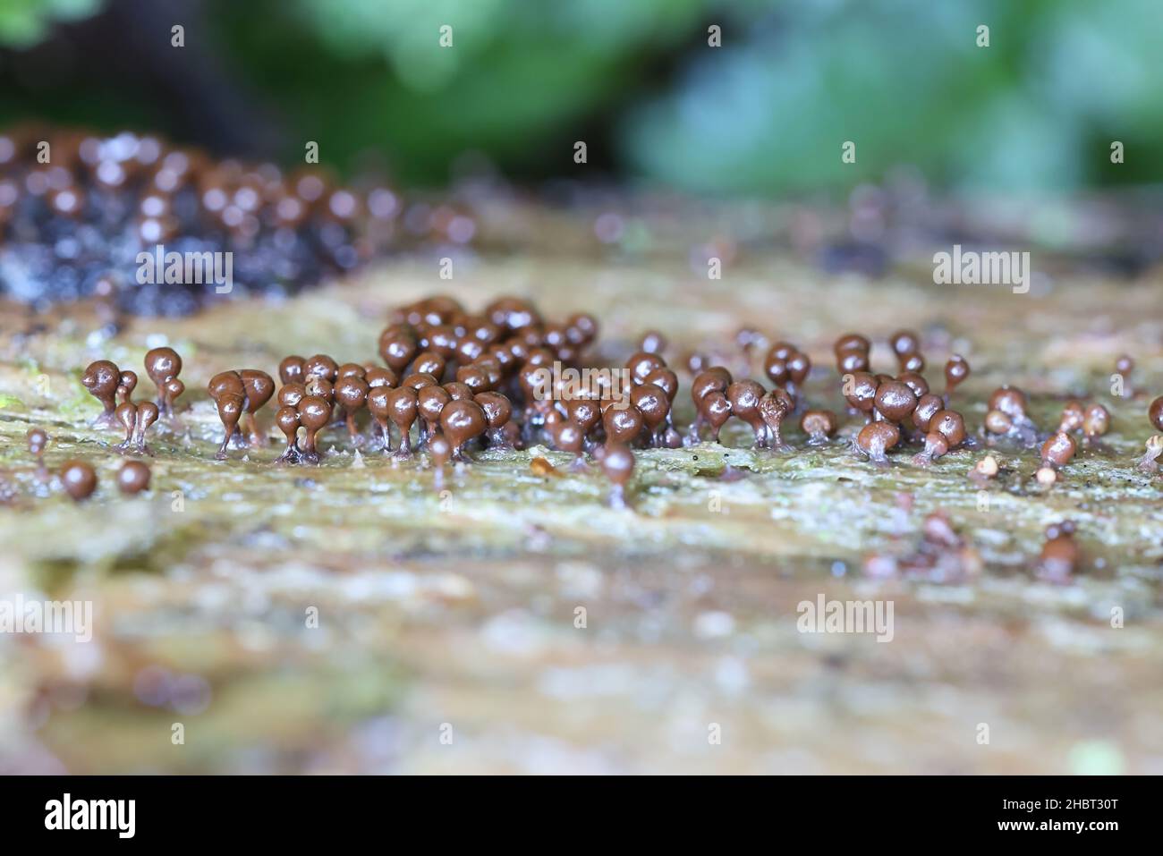 Trichia decipiens, a slime mold of the family Trichiaceae, no common ...