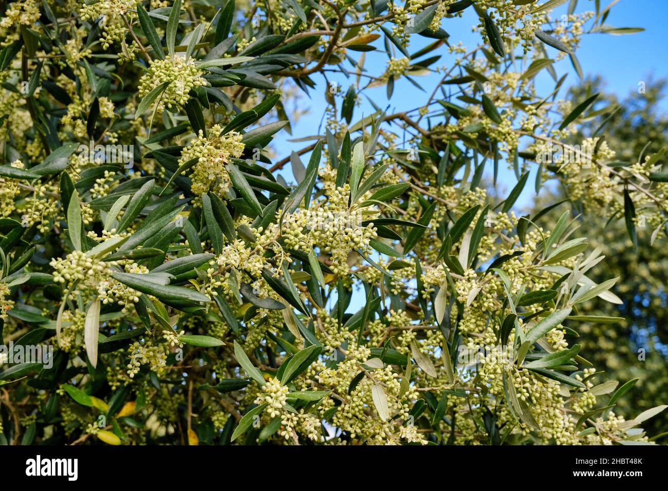 Olive tree spring hi-res stock photography and images - Alamy