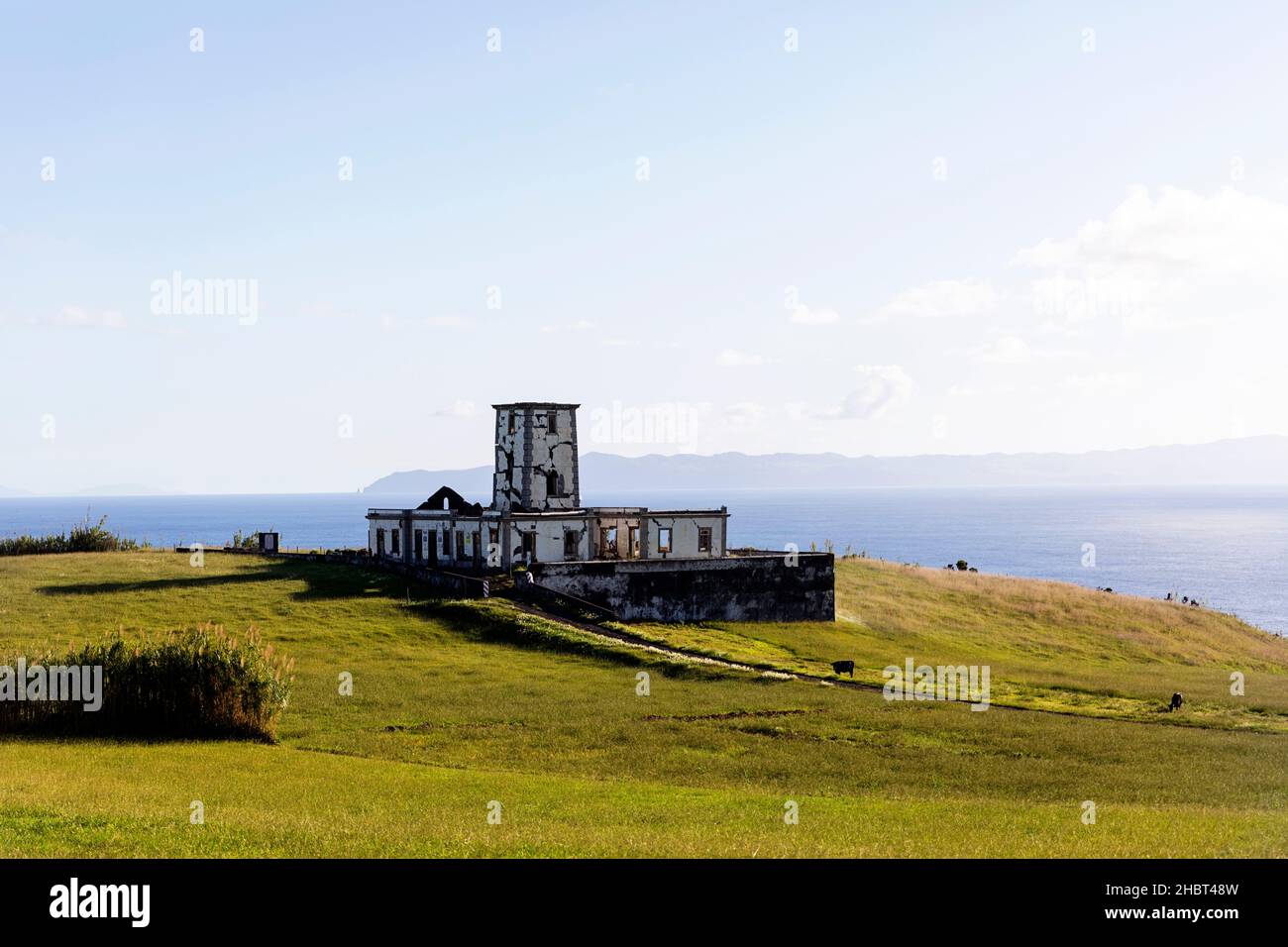 Cows grazing at ruins of Ribeirinha Lighthouse, Faial Island, Azores ...