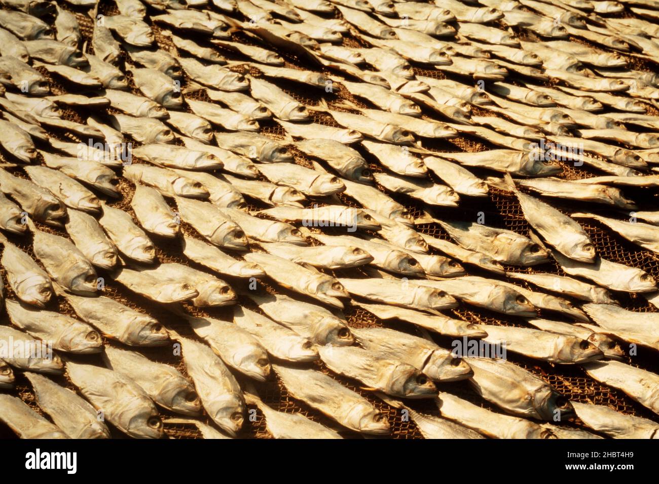 Low impact commercial enterprise, fishmeal production, showing fish ...