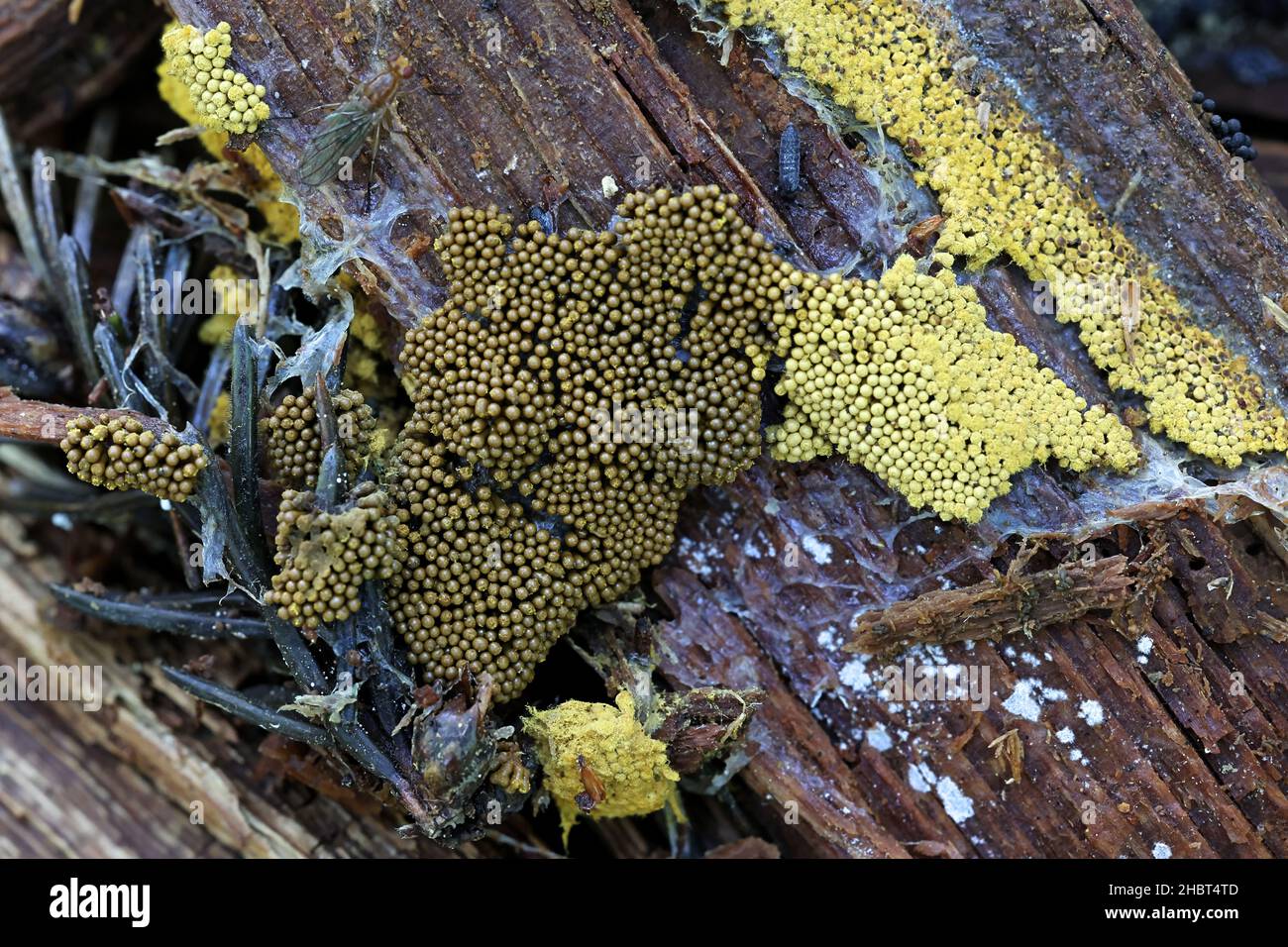Trichia favoginea, a slime mold from Finland with no common english ...