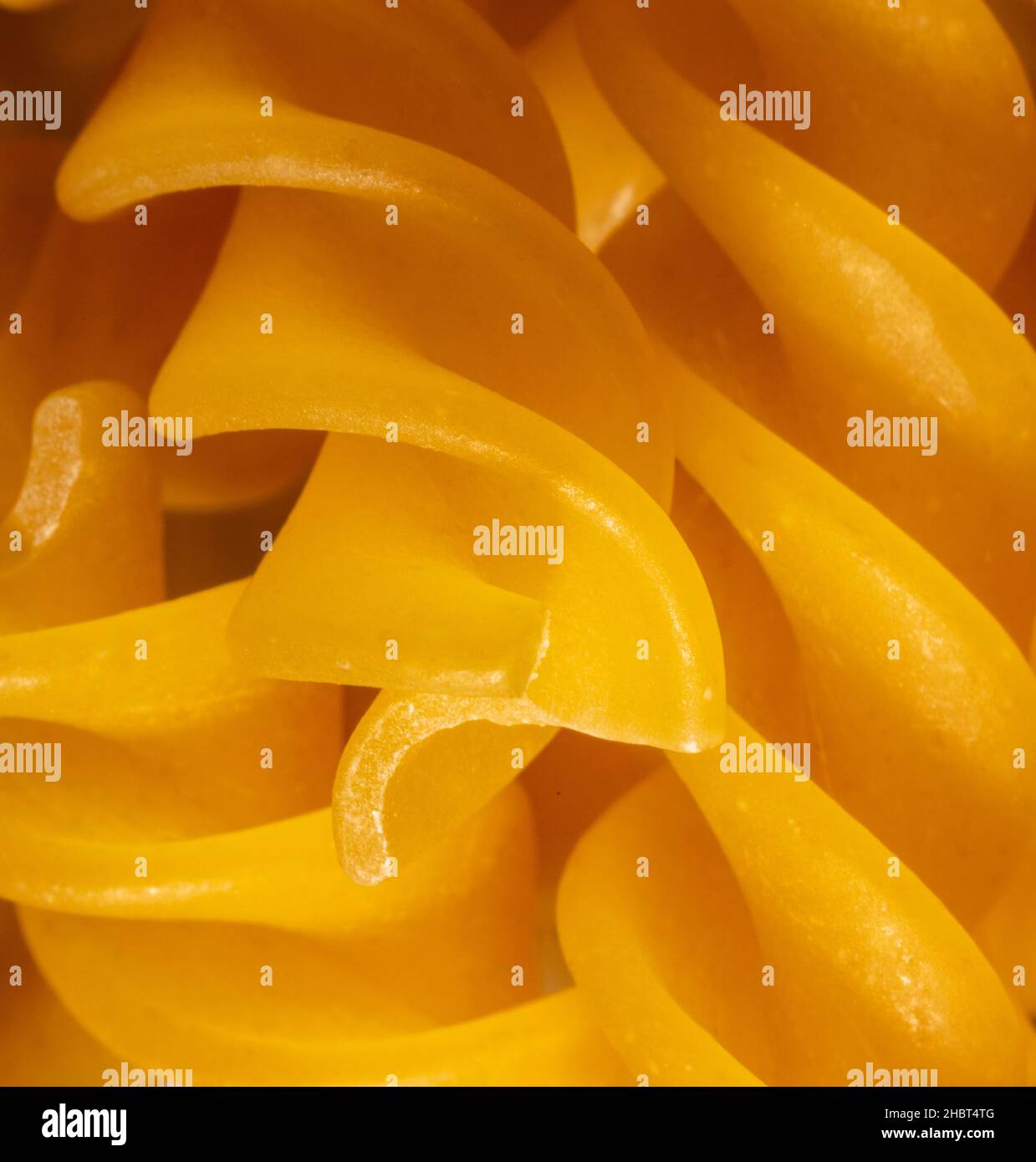 Macro food still life of Fusilli, fuˈzilli, pasta on plain background ...