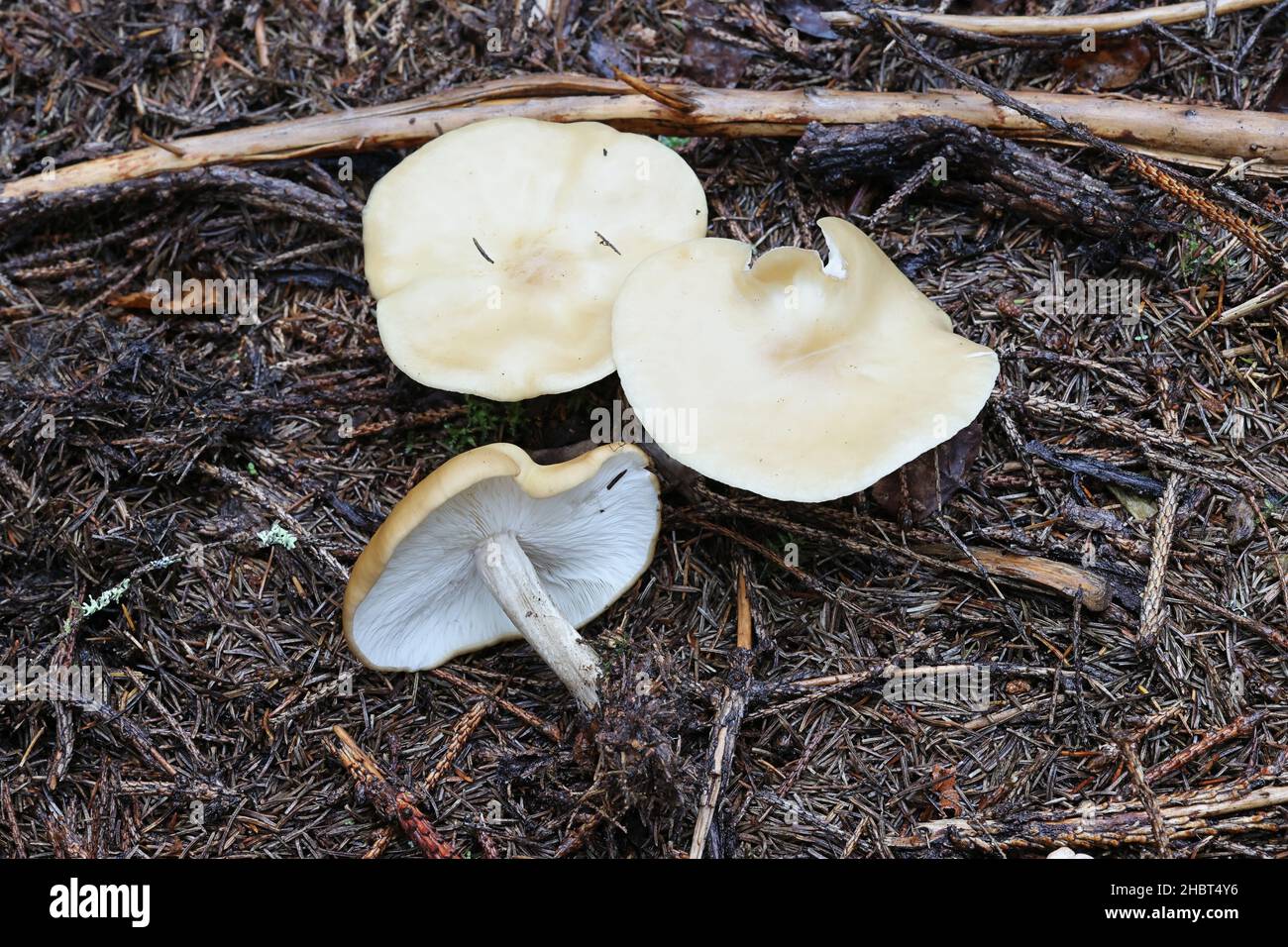Melanoleuca grammopodia, commonly known as grooved cavalier, wild ...