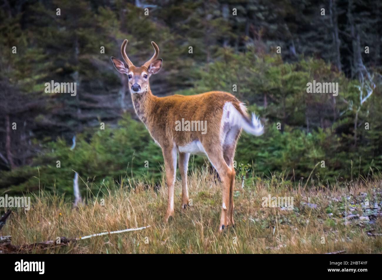 White-tailed deer on Anticosti Island, an island located in the St ...