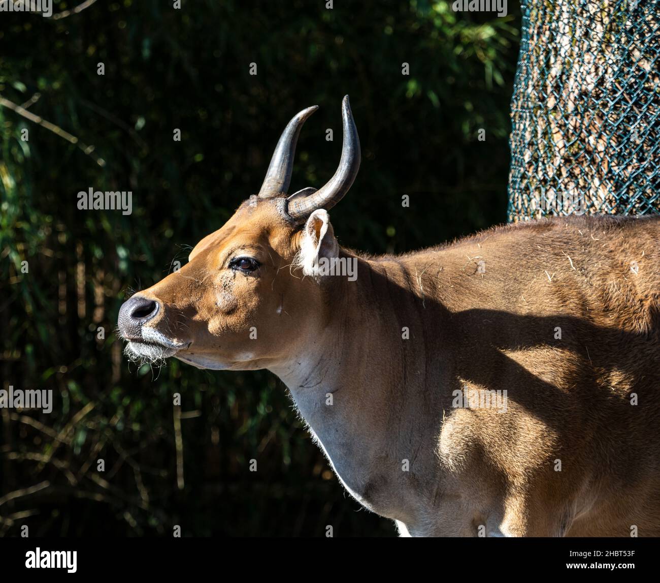 Banteng, Bos javanicus or Red Bull It is a type of wild cattle But ...