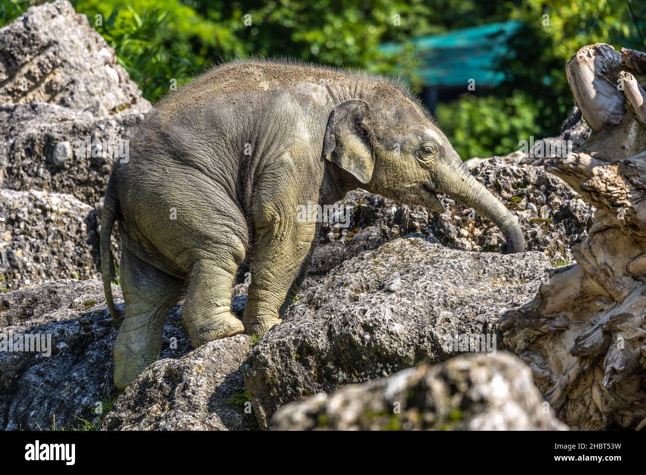 The Asian elephant, Elephas maximus also called Asiatic elephant, is ...