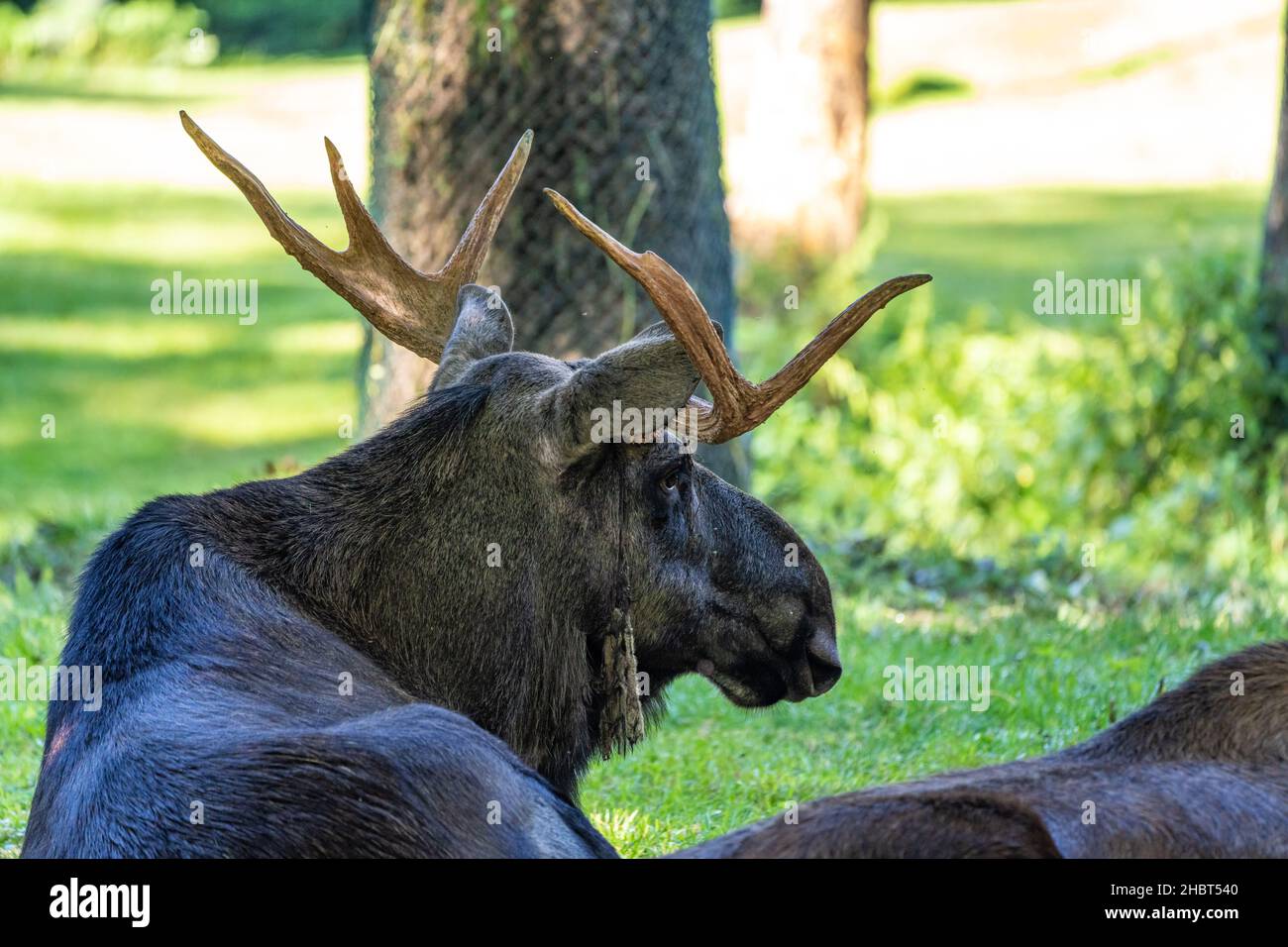 European Moose, Alces alces, also known as the elk. Wild life animal ...