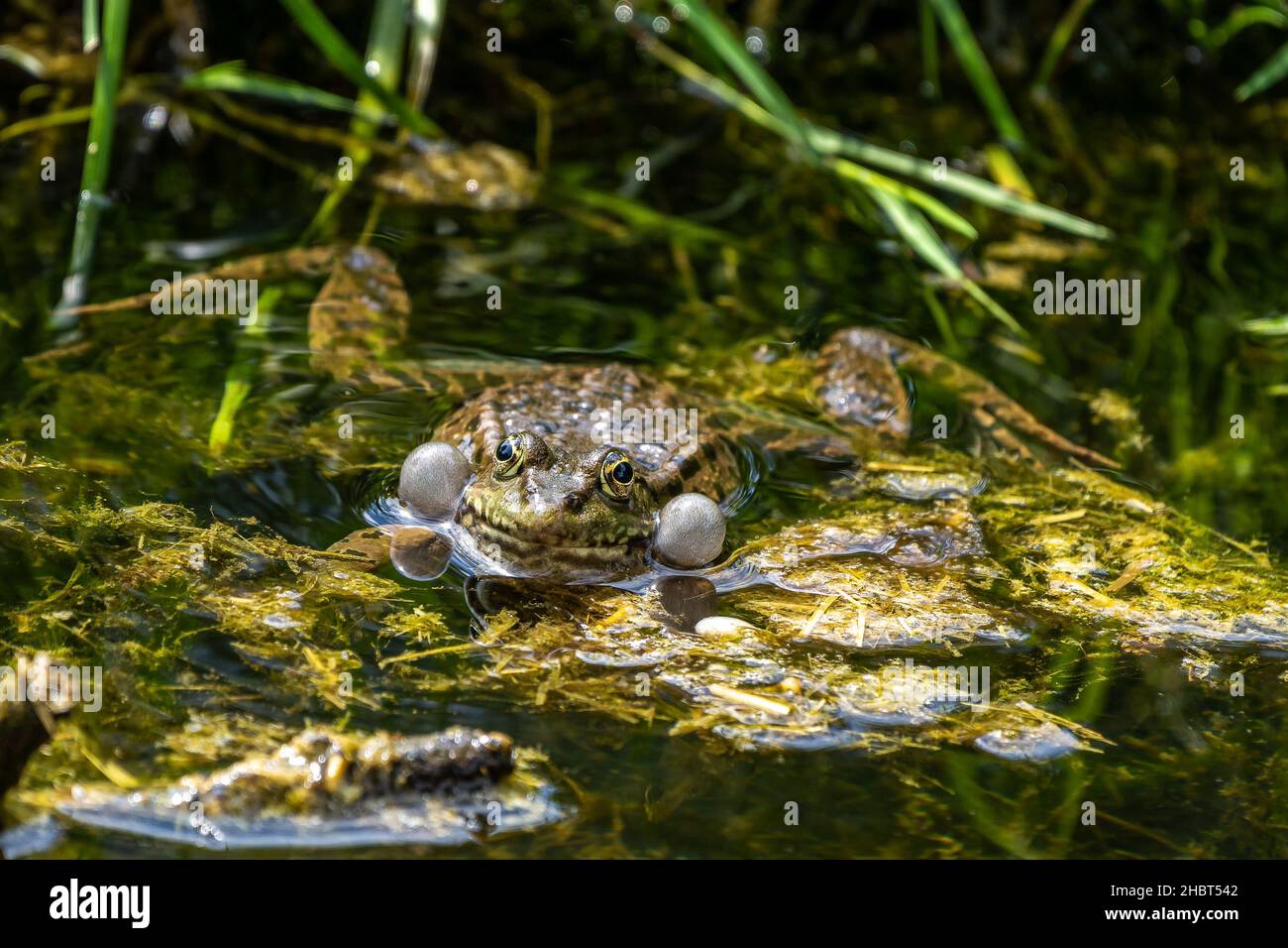 Common frog, Rana temporaria, single reptile croaking in water, also ...