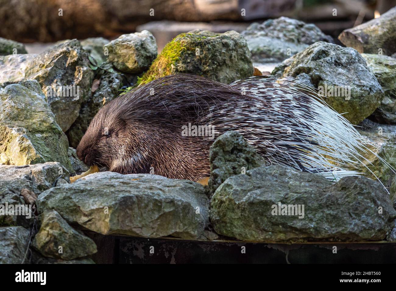 The Indian crested Porcupine, Hystrix indica or Indian porcupine, is a ...