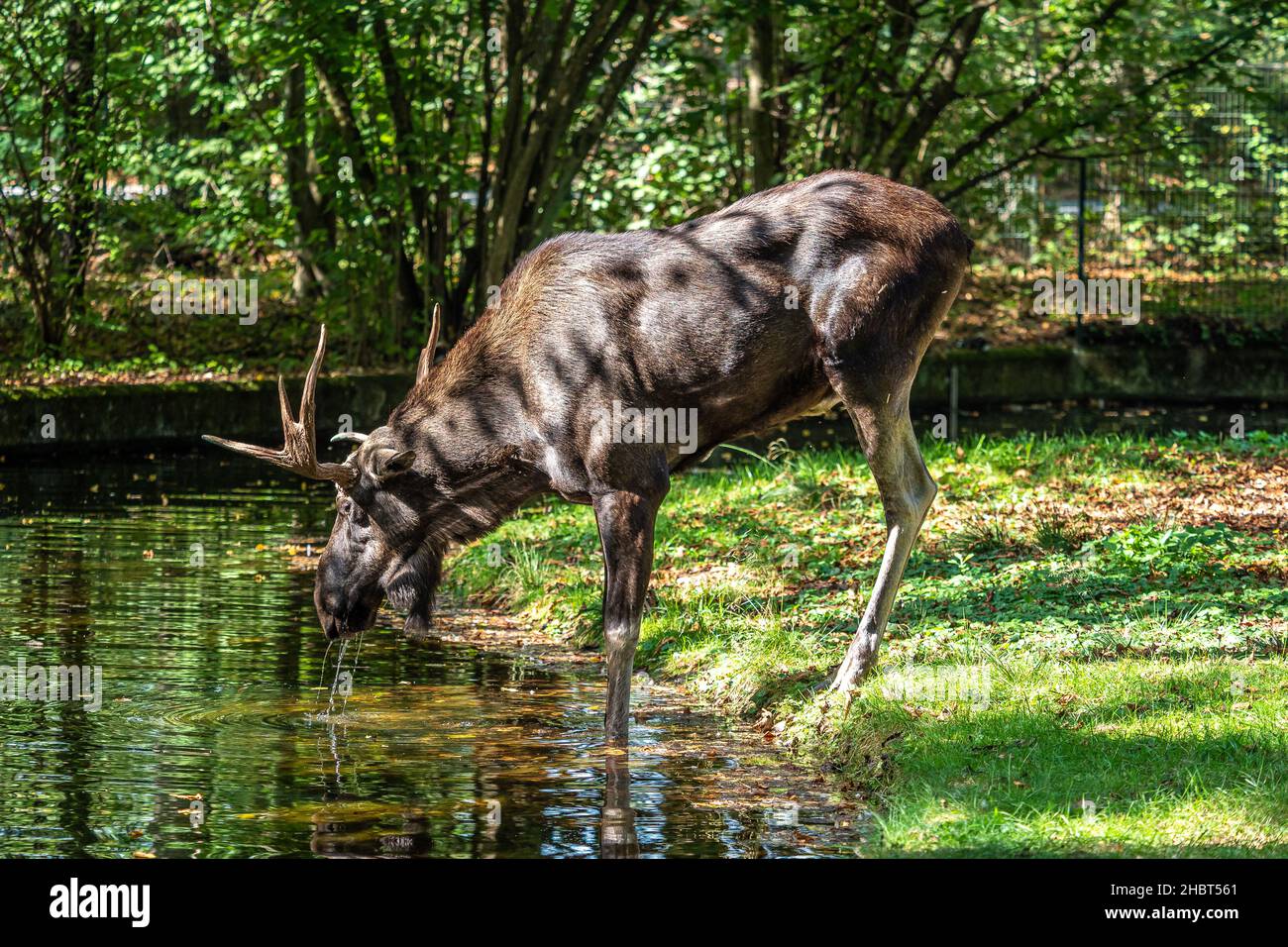 European Moose, Alces alces, also known as the elk. Wild life animal ...