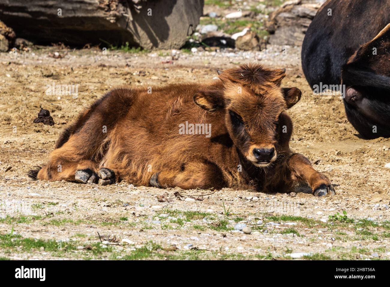 Heck cattle, Bos primigenius taurus, claimed to resemble the extinct ...