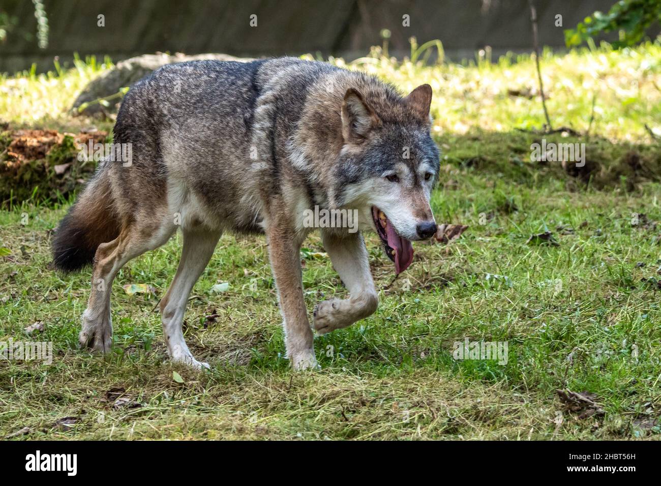The wolf, Canis lupus, also known as the grey wolf or timber wolf is a ...