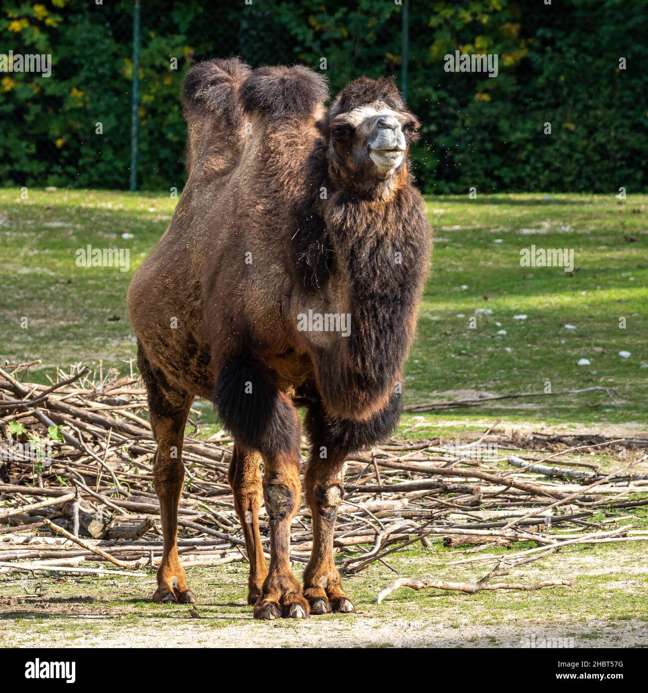 The Bactrian camels, Camelus bactrianus is a large, even-toed ungulate ...