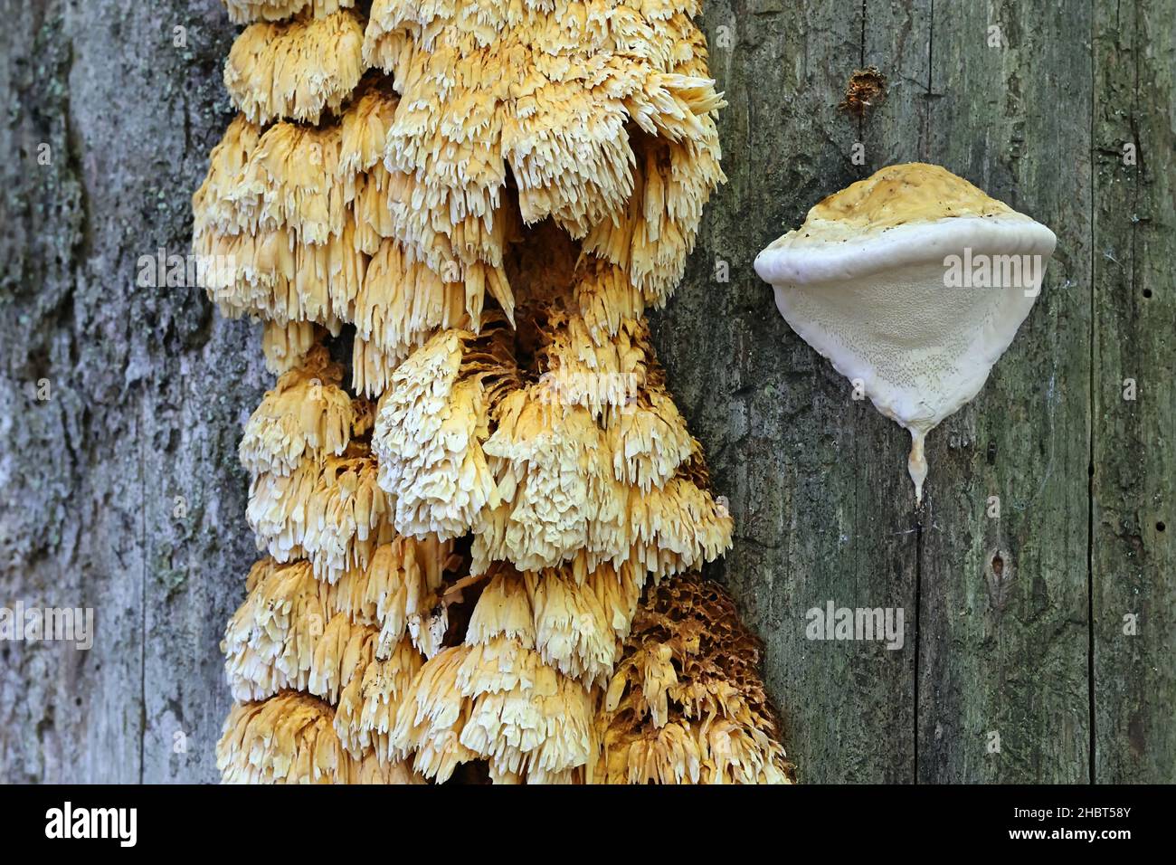 Pycnoporellus alboluteus, commonly known as the orange sponge polypore ...