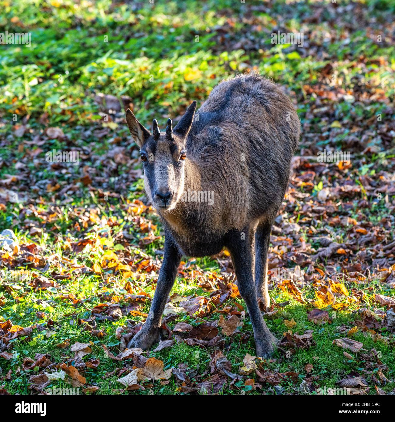 Domestic Goat, Capra aegagrus hircus. Goats are one of the oldest ...