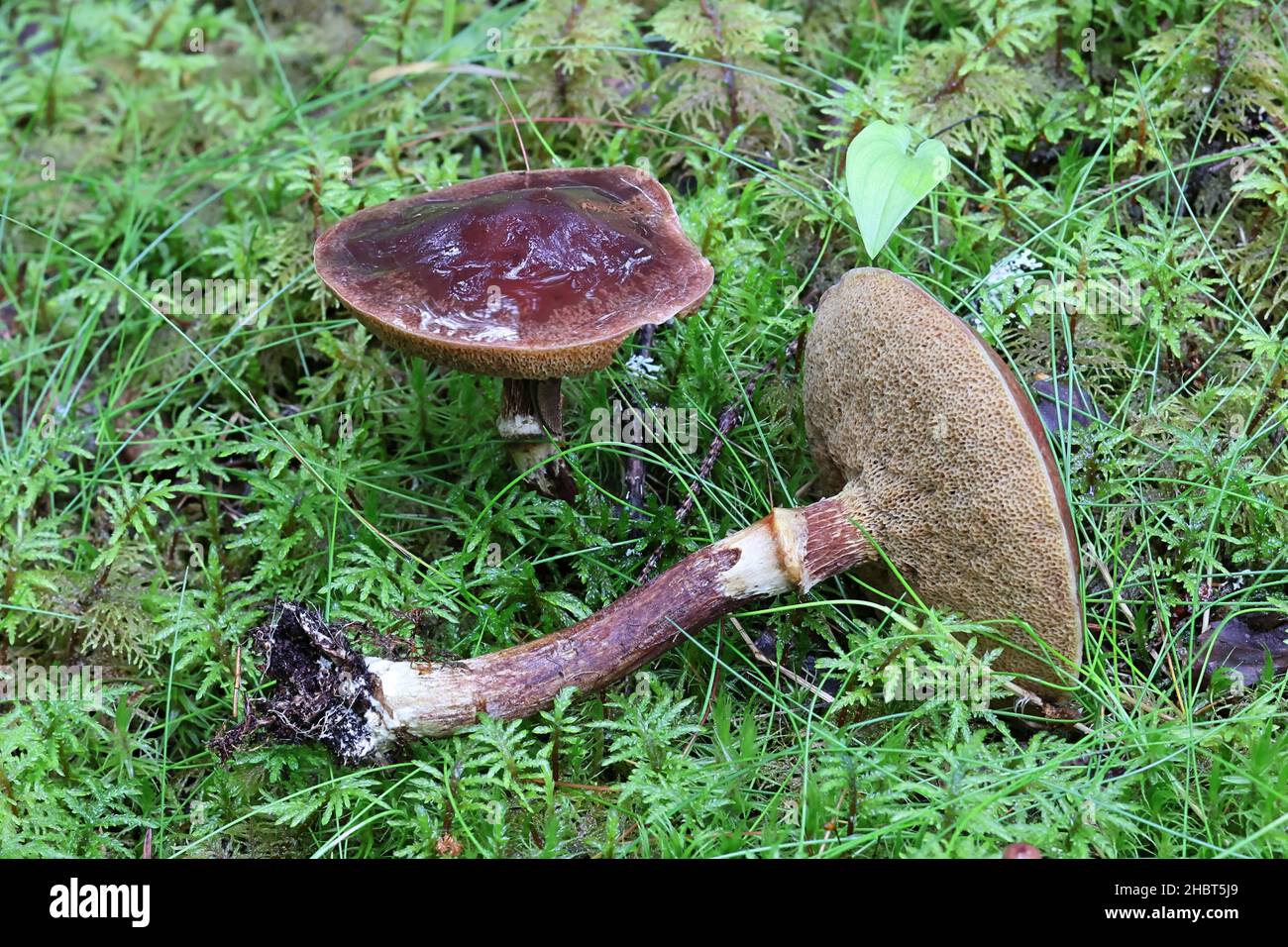 Suillus clintonianus, known as larch suillus or larch bolete, wild ...