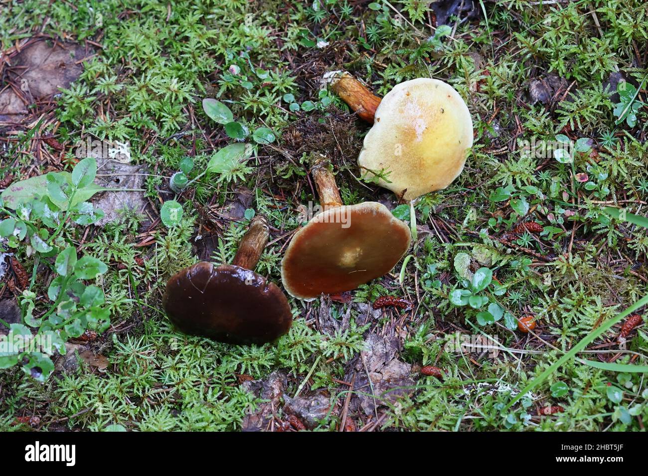 Suillus clintonianus, known as larch suillus or larch bolete, wild ...