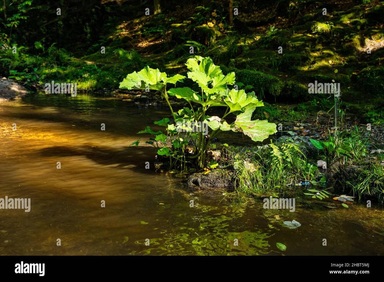 Plant of river hi-res stock photography and images - Alamy