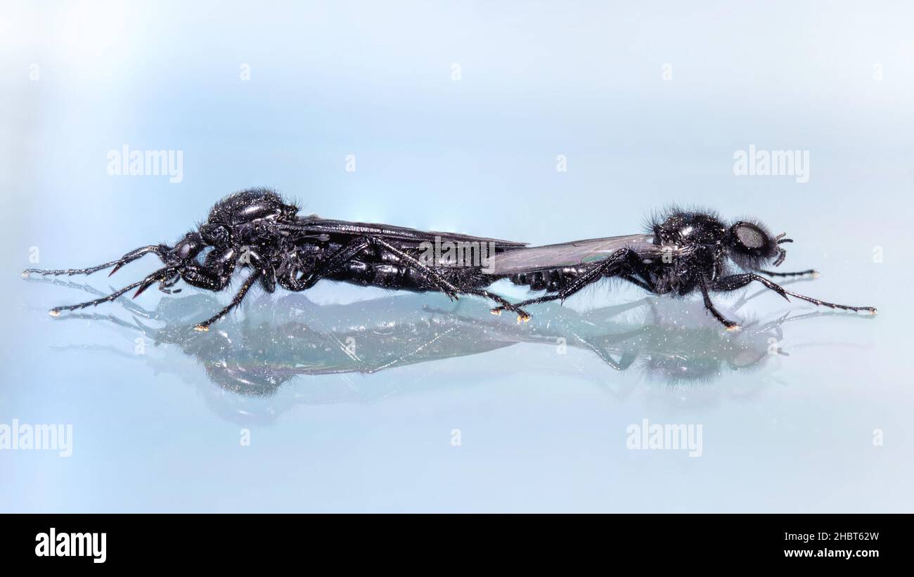 A closeup of two insects mating on a reflective surface Stock Photo - Alamy