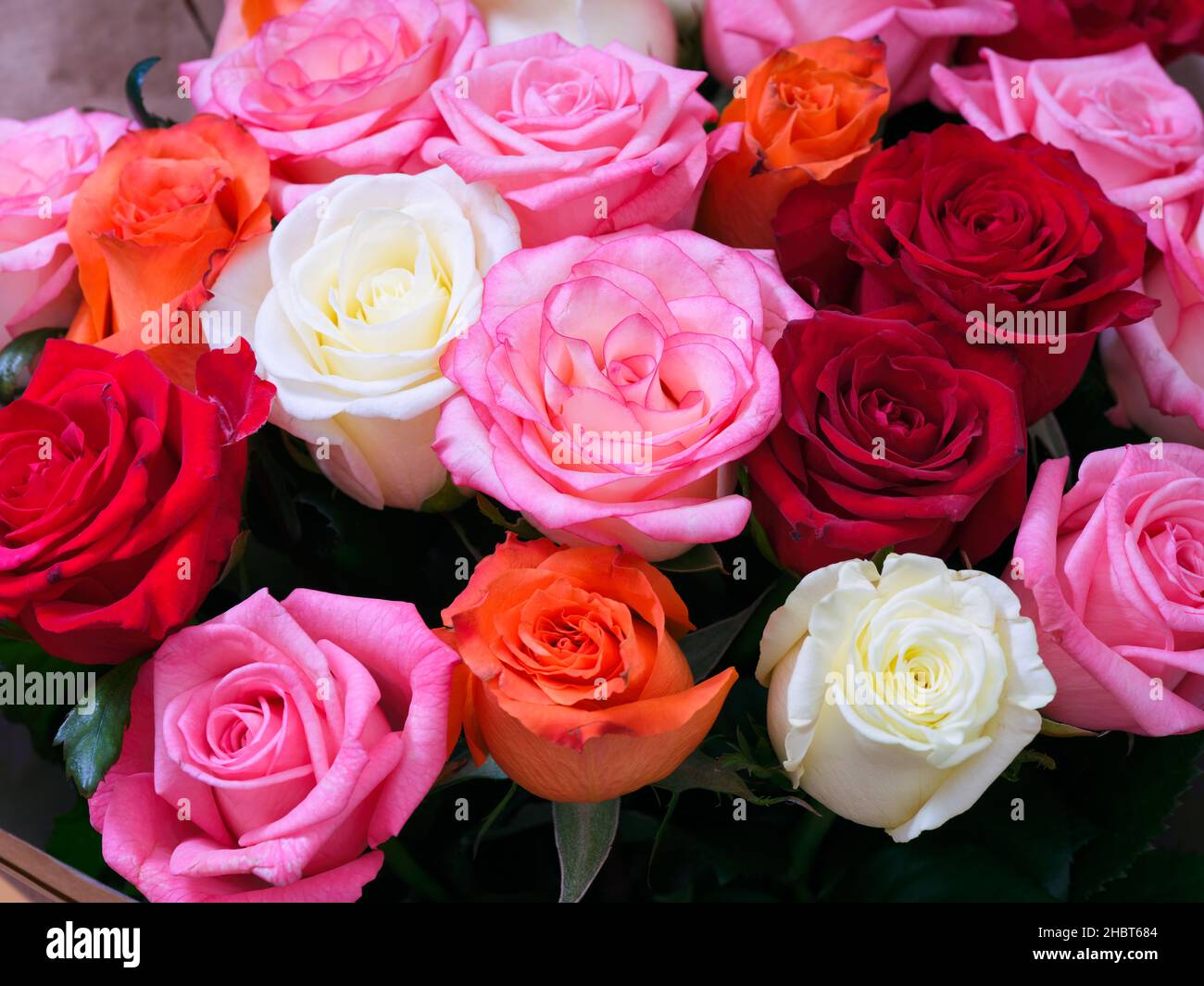 Multicolour rose hi-res stock photography and images - Alamy