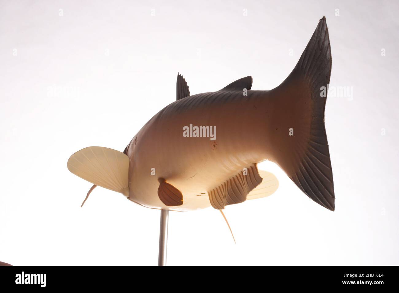 Uuv fish hi-res stock photography and images - Alamy