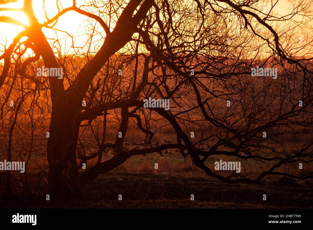 Sprawling crown of a tree against a fiery red sunset Stock Photo - Alamy