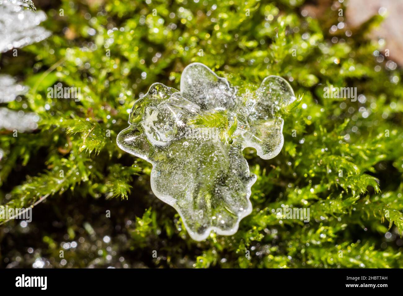 Plants at the spring covered with a layer of ice and frost in severe ...