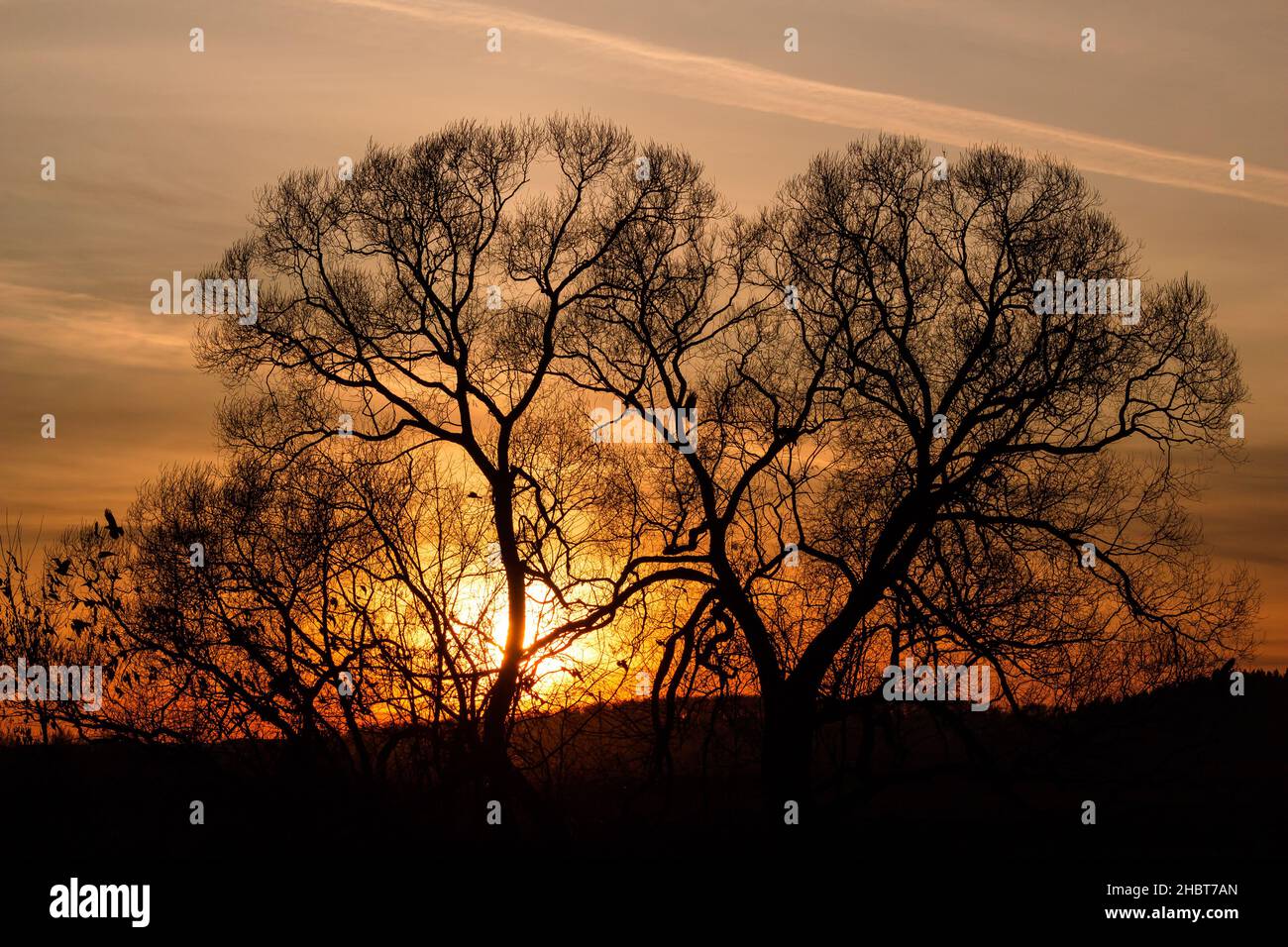 Trees and flock of birds on a beautiful sunset background Stock Photo ...