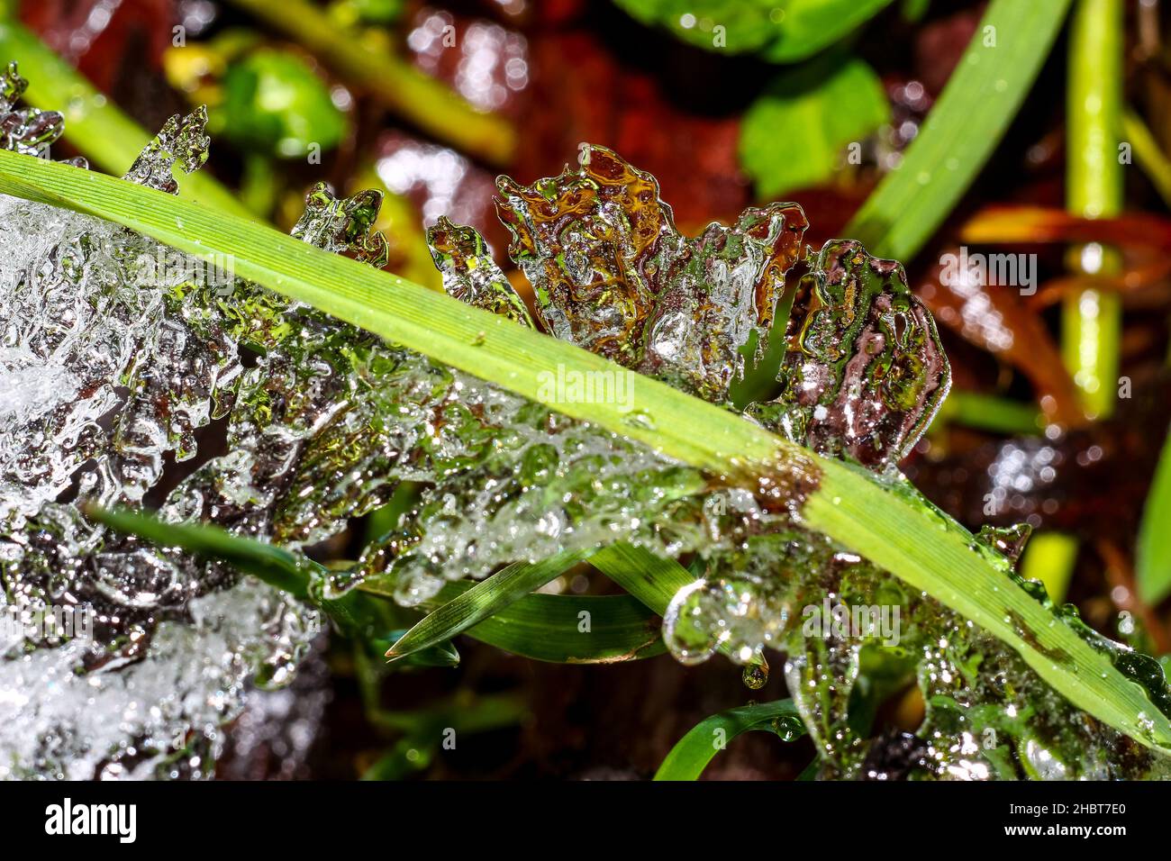 Plants at the spring covered with a layer of ice and frost in severe ...