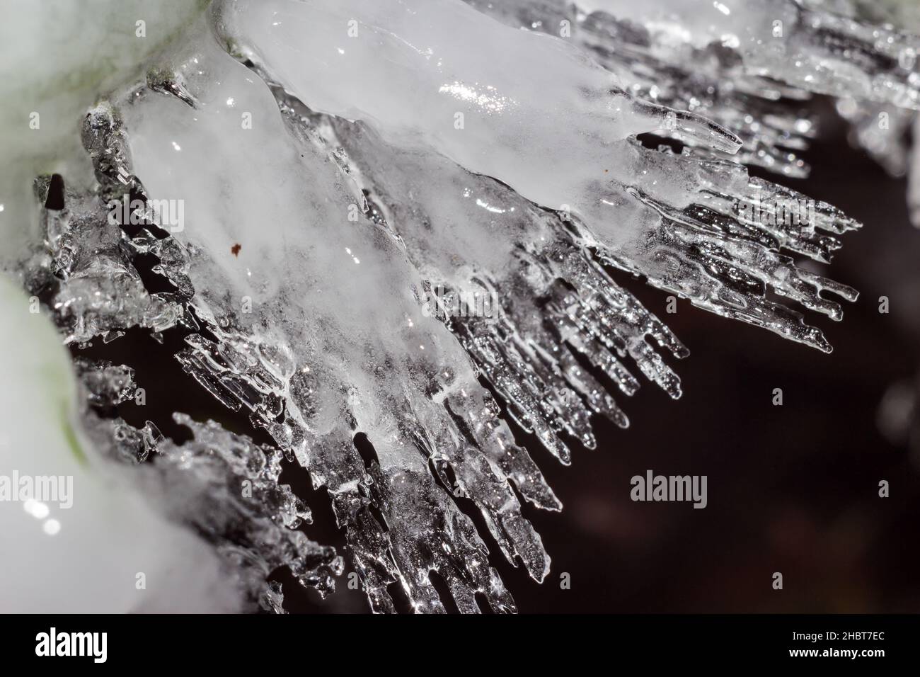 Sharp ice growths on grass and plants close up Stock Photo - Alamy