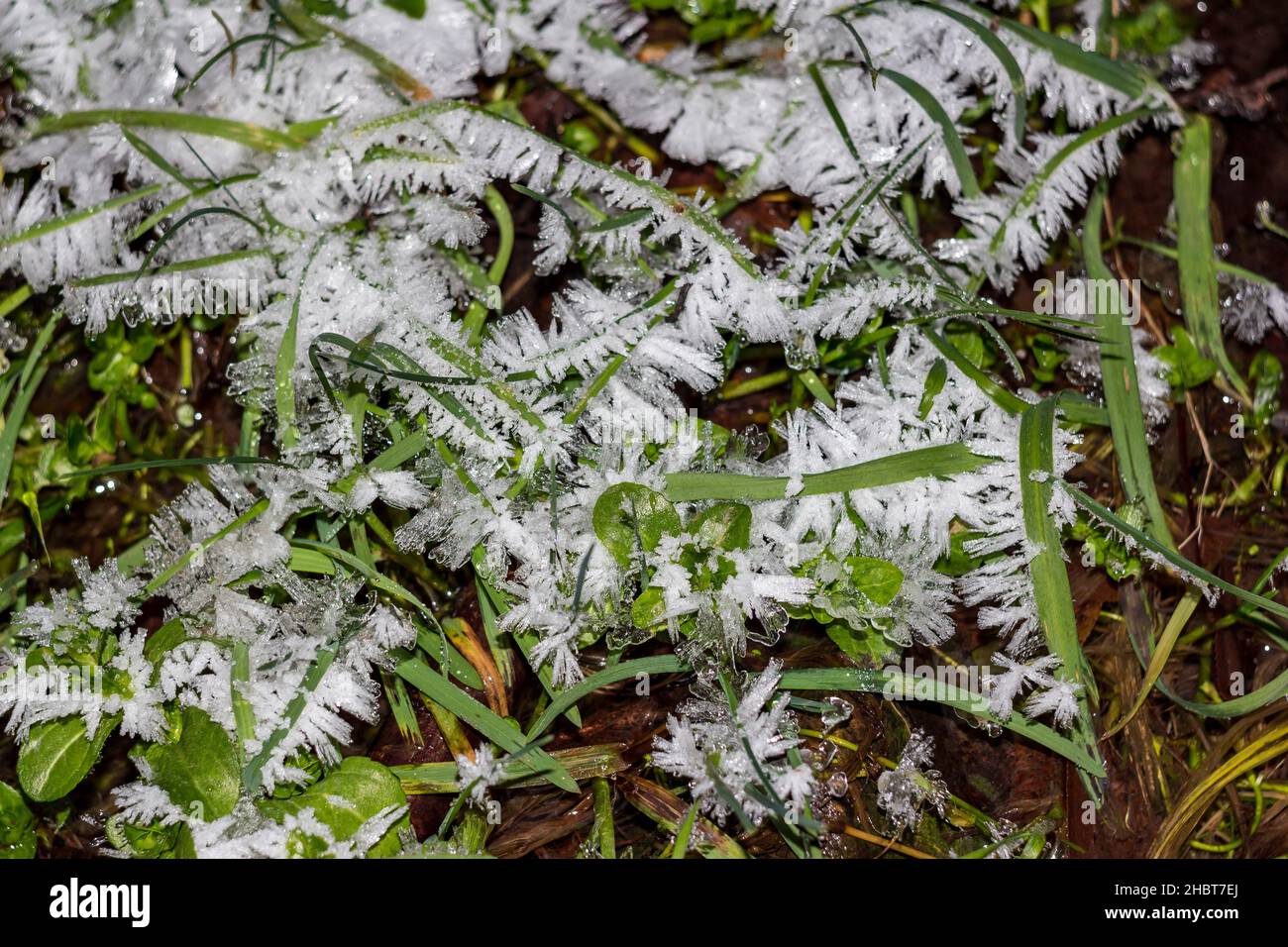Plants at the spring covered with a layer of ice and frost in severe ...