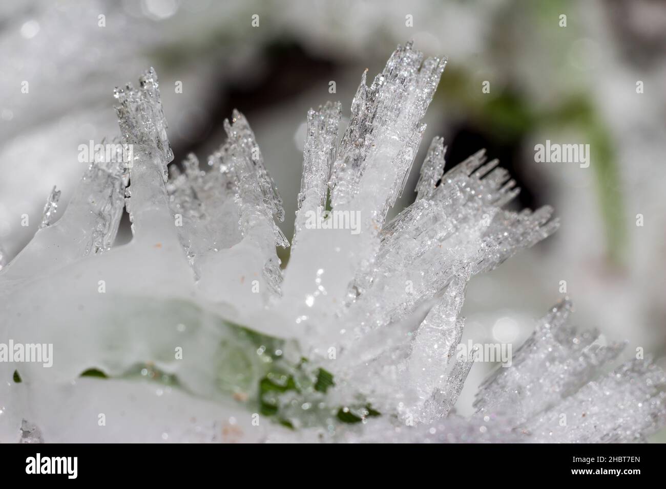 Sharp growths hi-res stock photography and images - Alamy