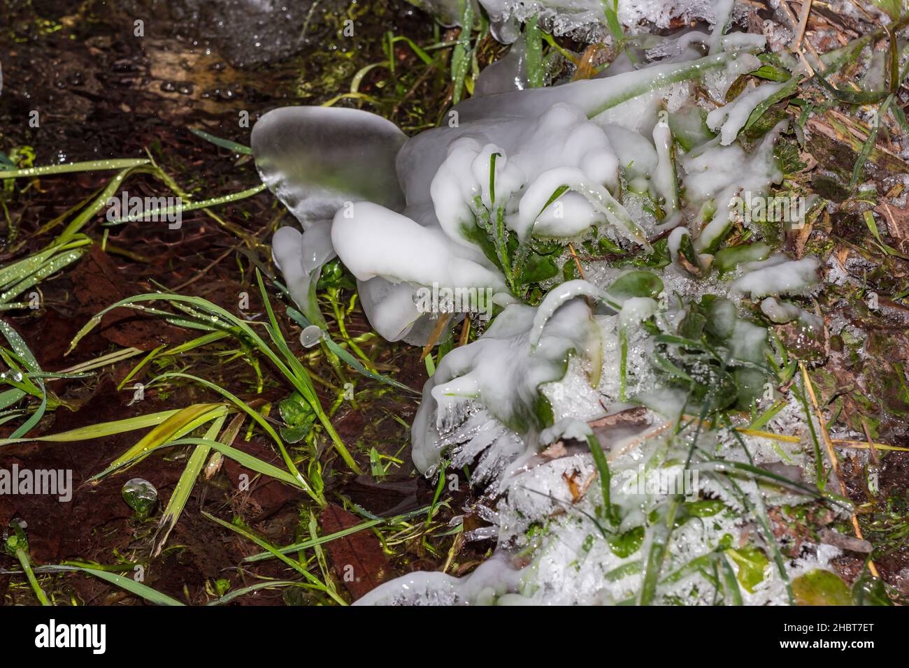 Plants at the spring covered with a layer of ice and frost in severe ...