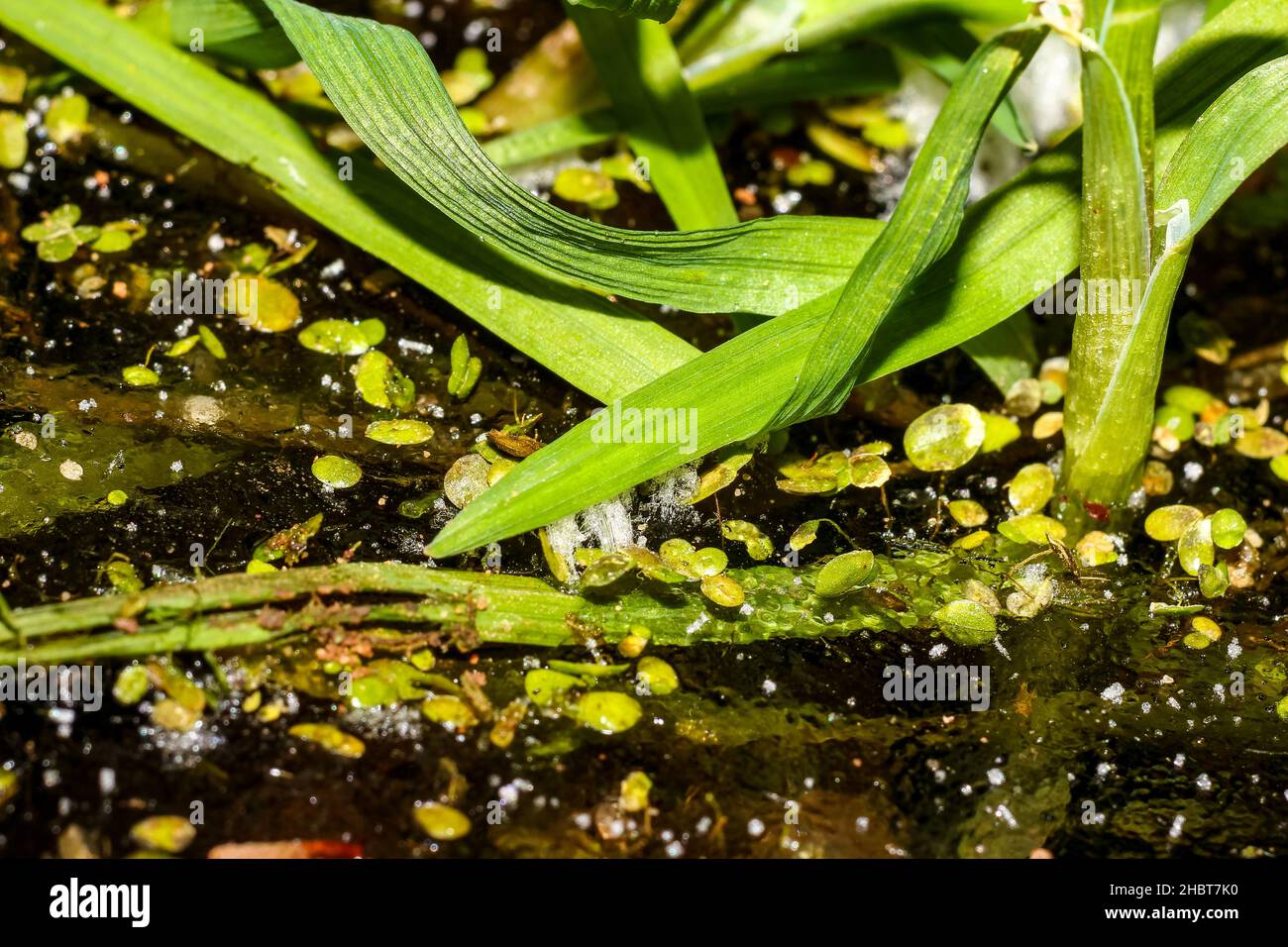 Water plants and duckweed frozen in ice, ice pond in the beginning of ...
