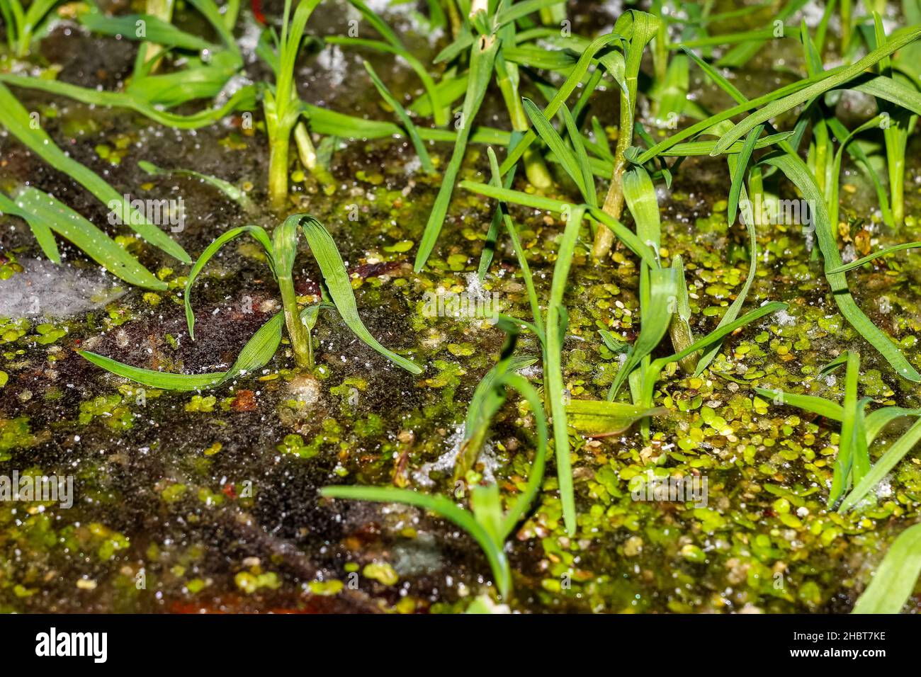 Water plants and duckweed frozen in ice, ice pond in the beginning of ...