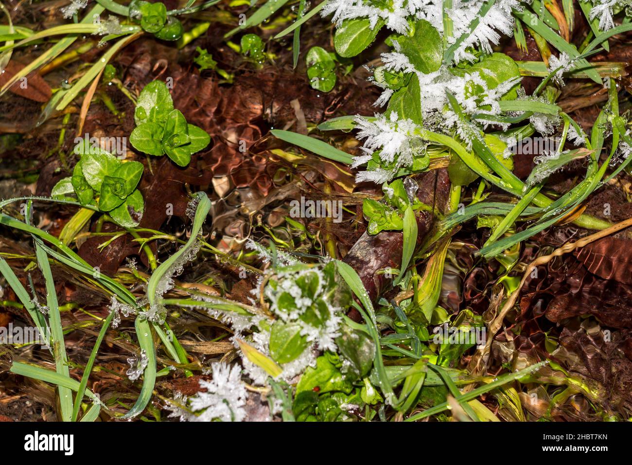 Plants at the spring covered with a layer of ice and frost in severe ...