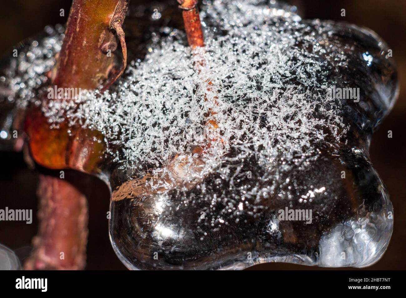 Ice growth on a branch with frost Stock Photo - Alamy