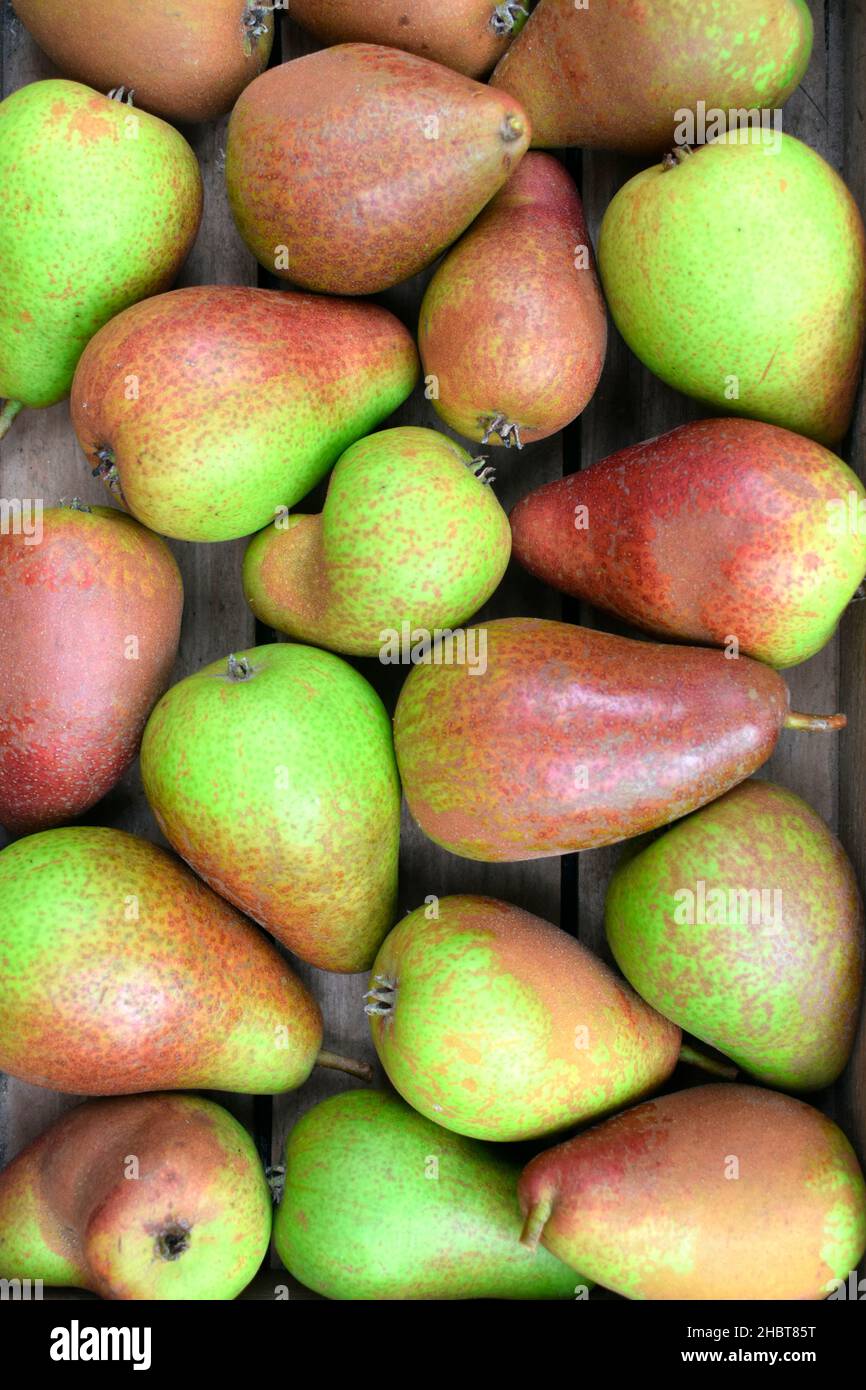 Pears. Louise Bonne of Jersey Stock Photo - Alamy