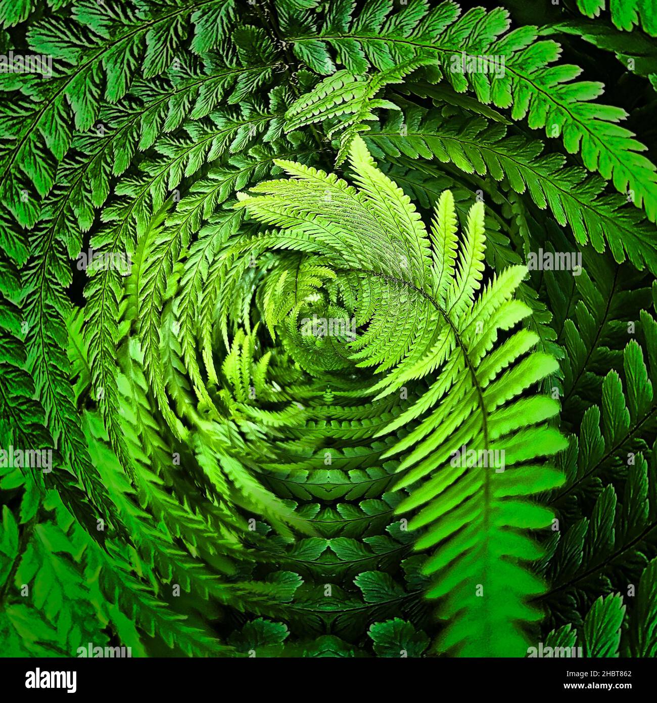 Green backdrop of fern hi-res stock photography and images - Alamy