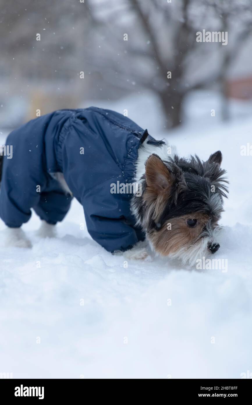Yorkie In Snow