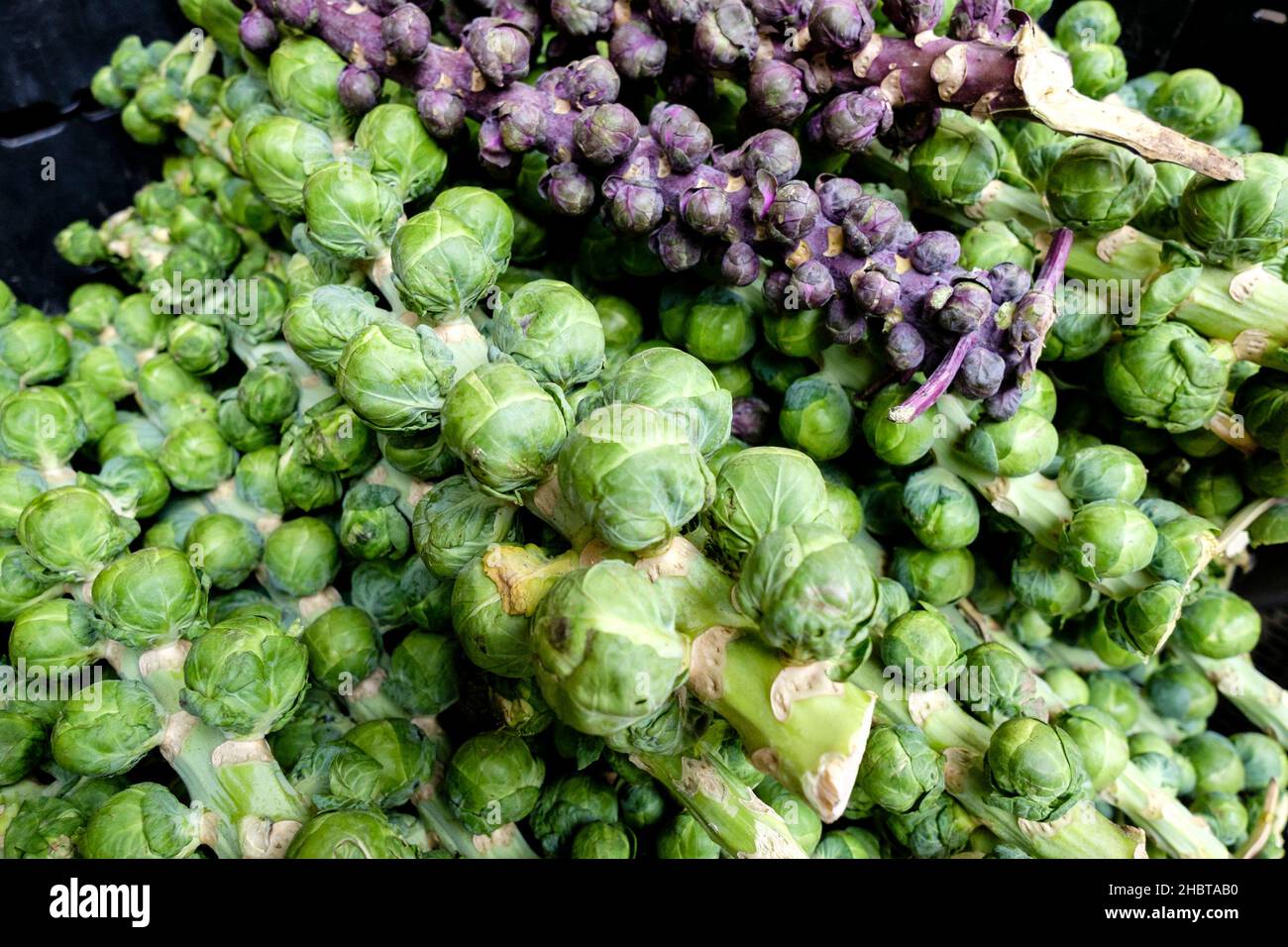 Gemmifera cultivar hi-res stock photography and images - Alamy